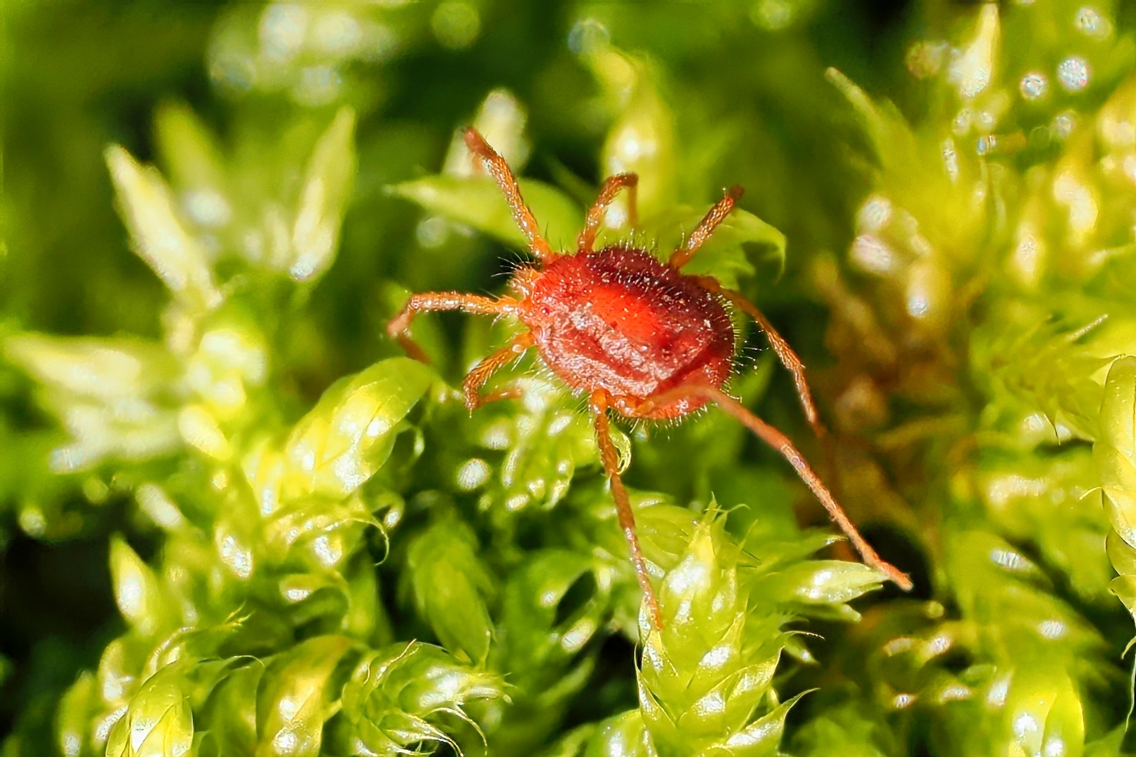 langbeinige rote Milbe Foto & Bild | nah- & makro, tiere, wildlife ...