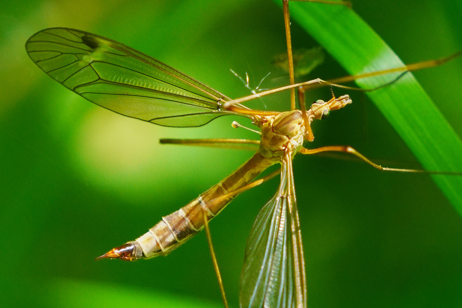 Lange Beine Foto & Bild | tiere, wildlife, insekten Bilder auf ...