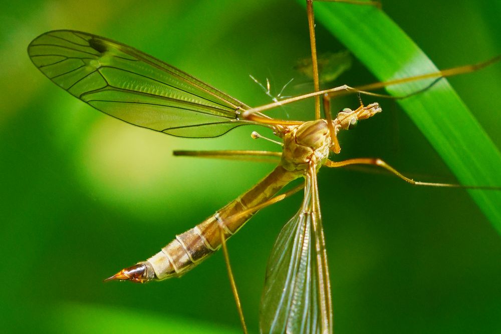 Lange Beine Foto & Bild | tiere, wildlife, insekten Bilder auf ...