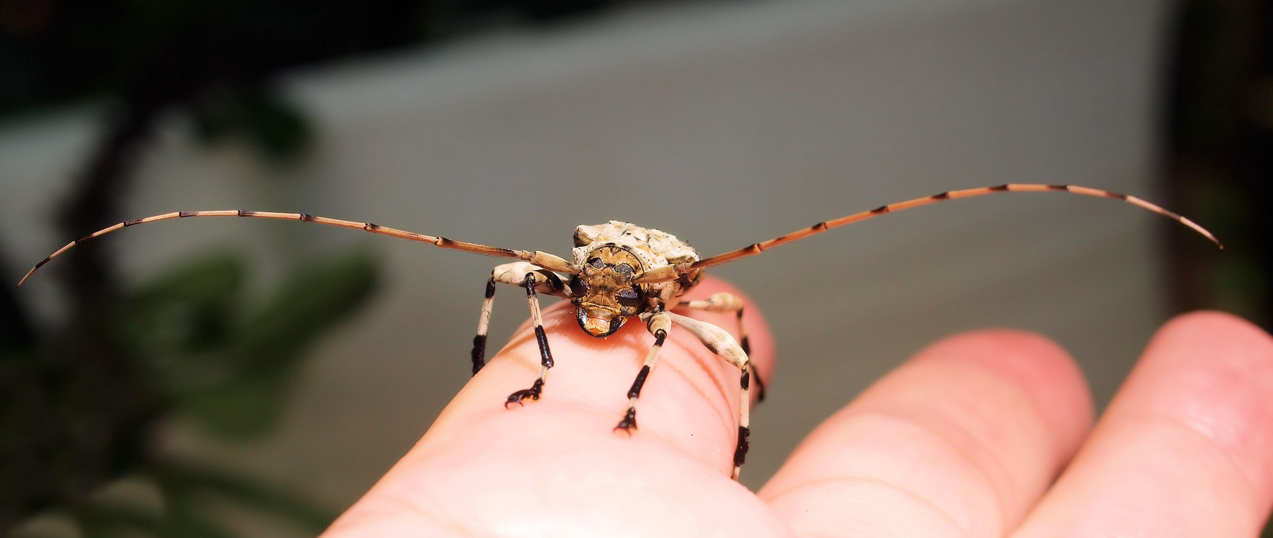 Lange Fühler.... Foto & Bild | tiere, wildlife, insekten Bilder auf ...