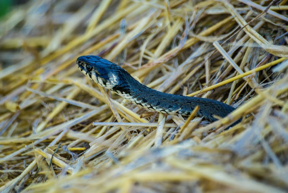 Lange gewartet Foto & Bild | tiere, wildlife, natur Bilder auf ...