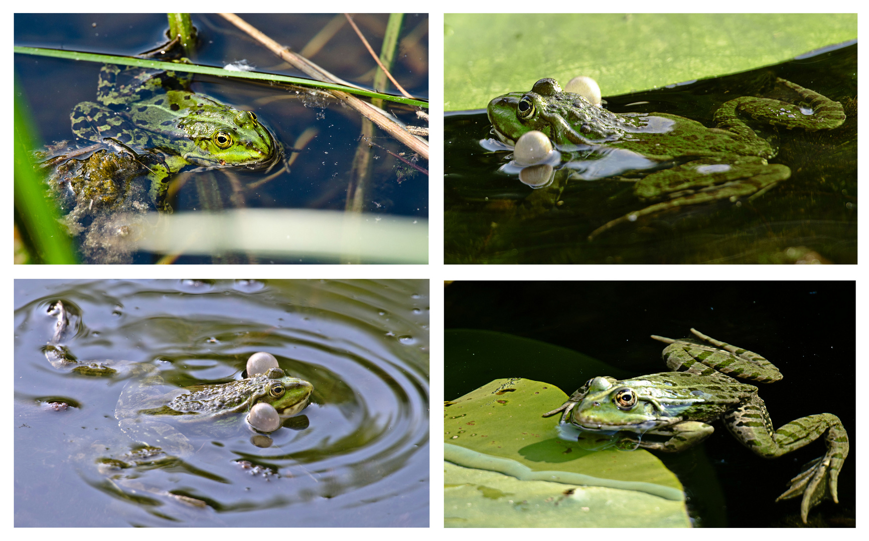 Lange gewartet - und dann quakten sie doch!!!!! Foto & Bild | tiere ...