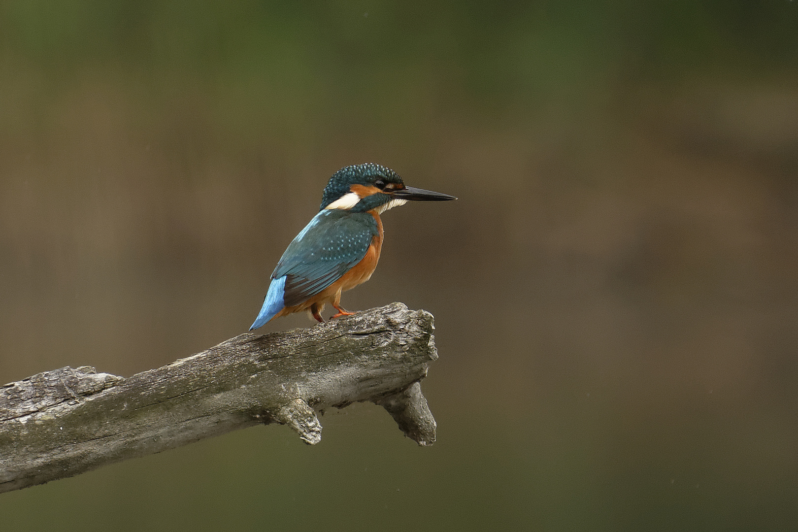 lange hab ich darauf gewartet ... Foto & Bild | tiere, wildlife, wild ...