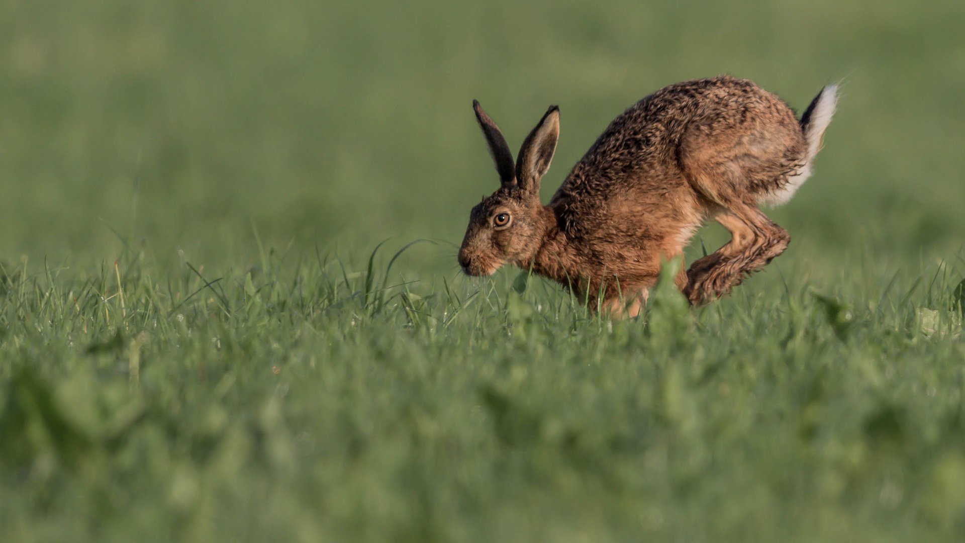 Lange Haxen Foto & Bild | tiere, wildlife, säugetiere Bilder auf ...