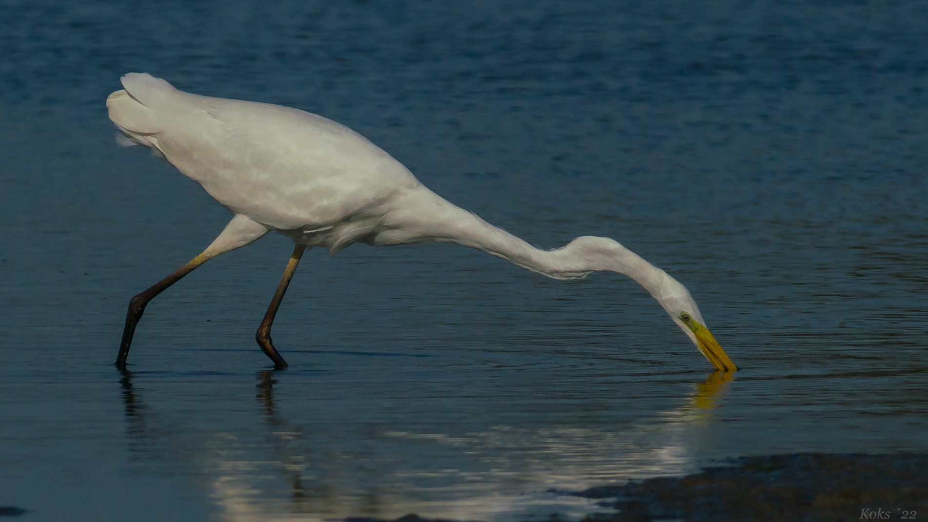 Langer Hals Foto & Bild | tiere, wildlife, wild lebende vögel Bilder ...
