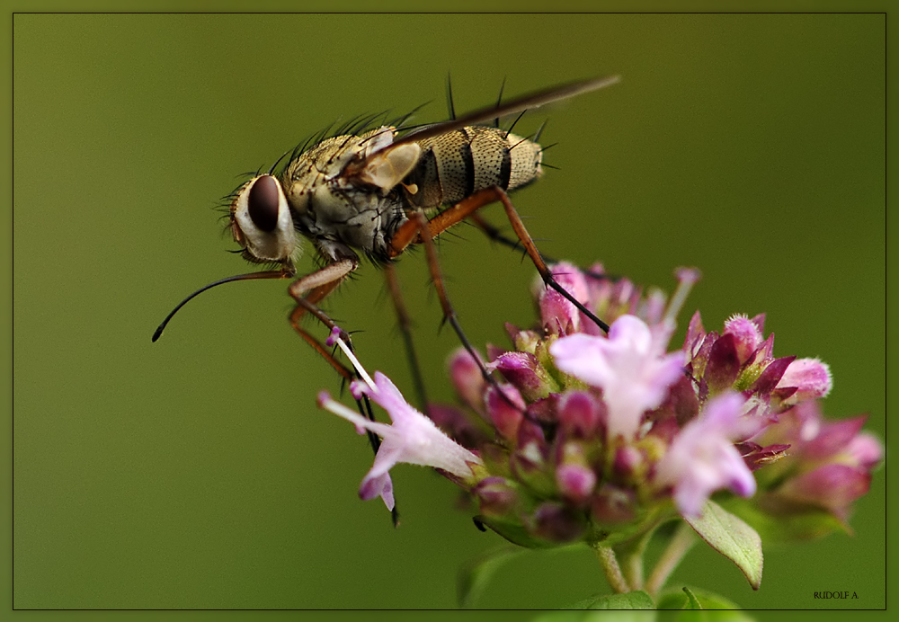 langer Rüssel Foto & Bild | tiere, wildlife, insekten Bilder auf ...