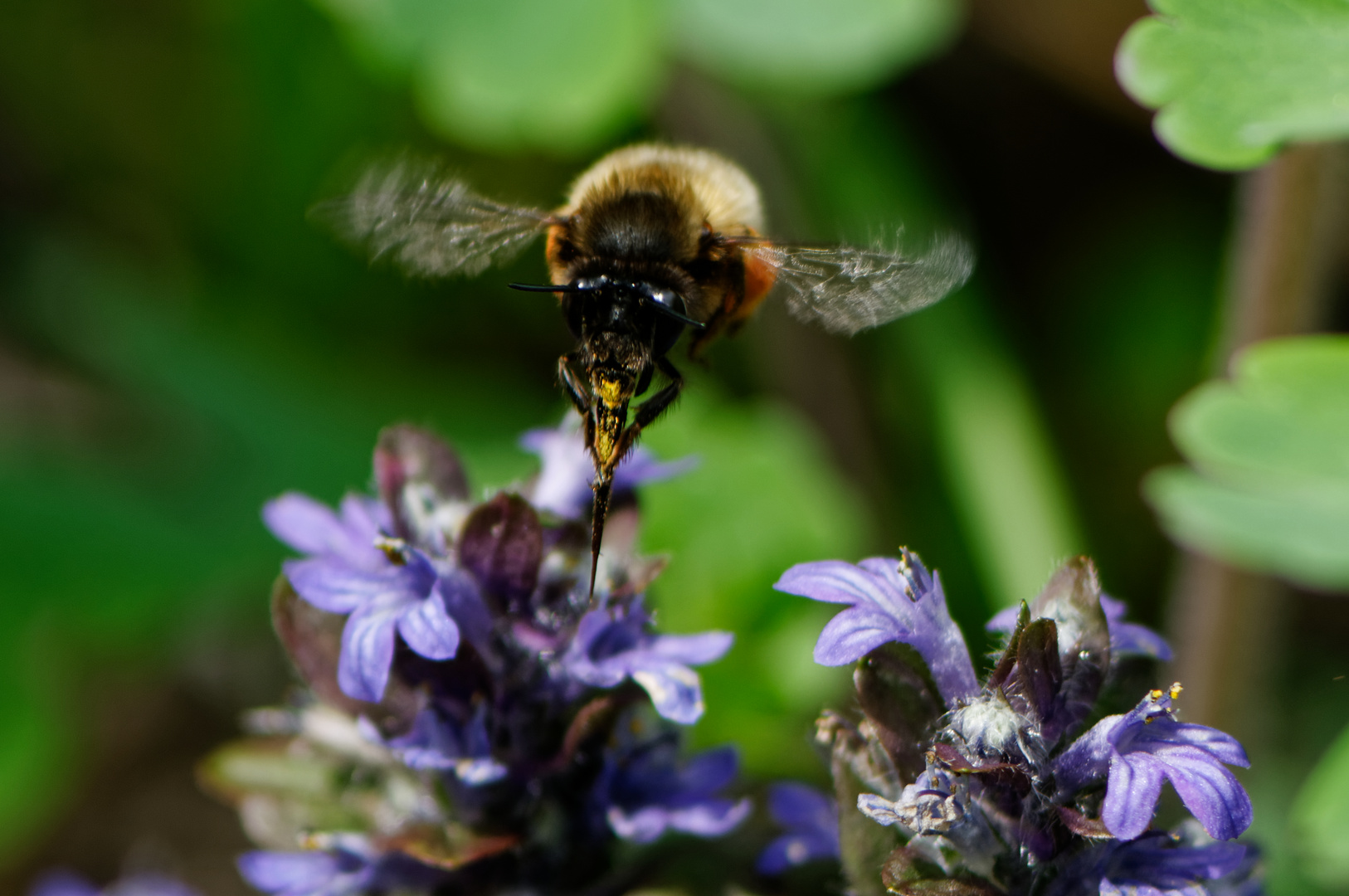 Langer Rüssel Foto & Bild | tiere, wildlife, insekten Bilder auf ...