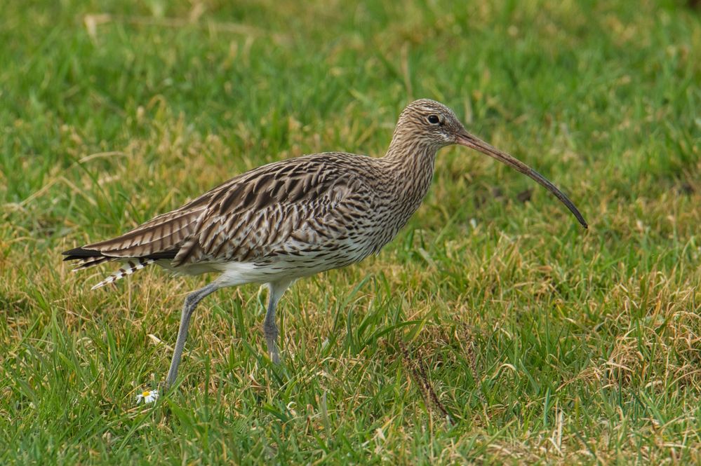 Langer Schnabel Foto & Bild | tiere, wildlife, wild lebende vögel ...