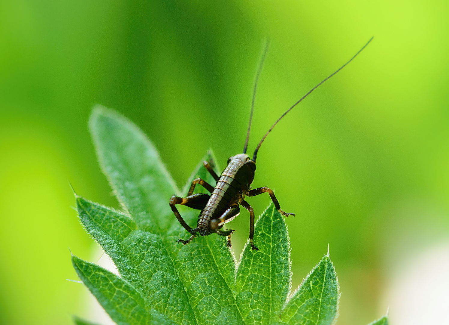 Langfühlerschrecke (Ensifera) ... 4 mm in size Foto & Bild | insects ...