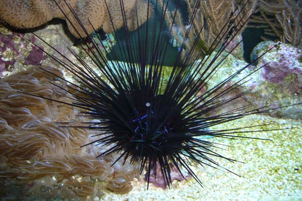 Zoo:Seesterne,Seeigel,Nautilu Bilder & Fotos