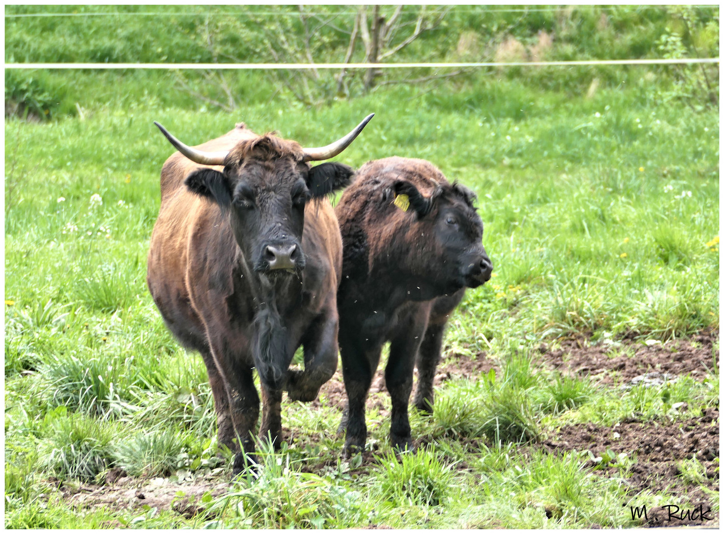 Langhorn Rinder Foto & Bild | tiere, haustiere, sonstige Bilder auf ...