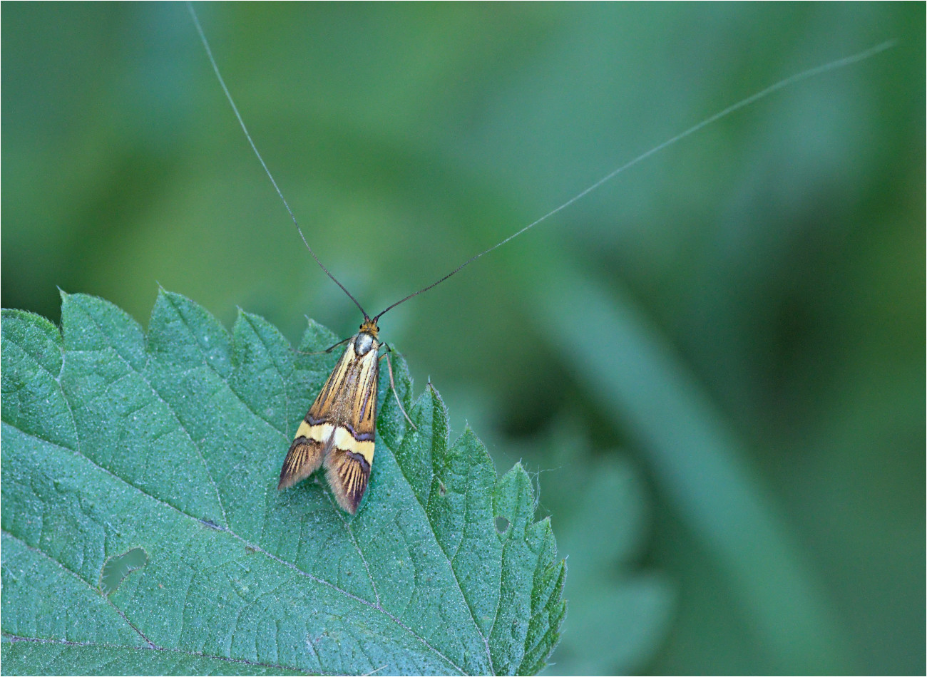 Langhornmotte (Nemophora spec.) Foto & Bild | natur, nachtfalter ...