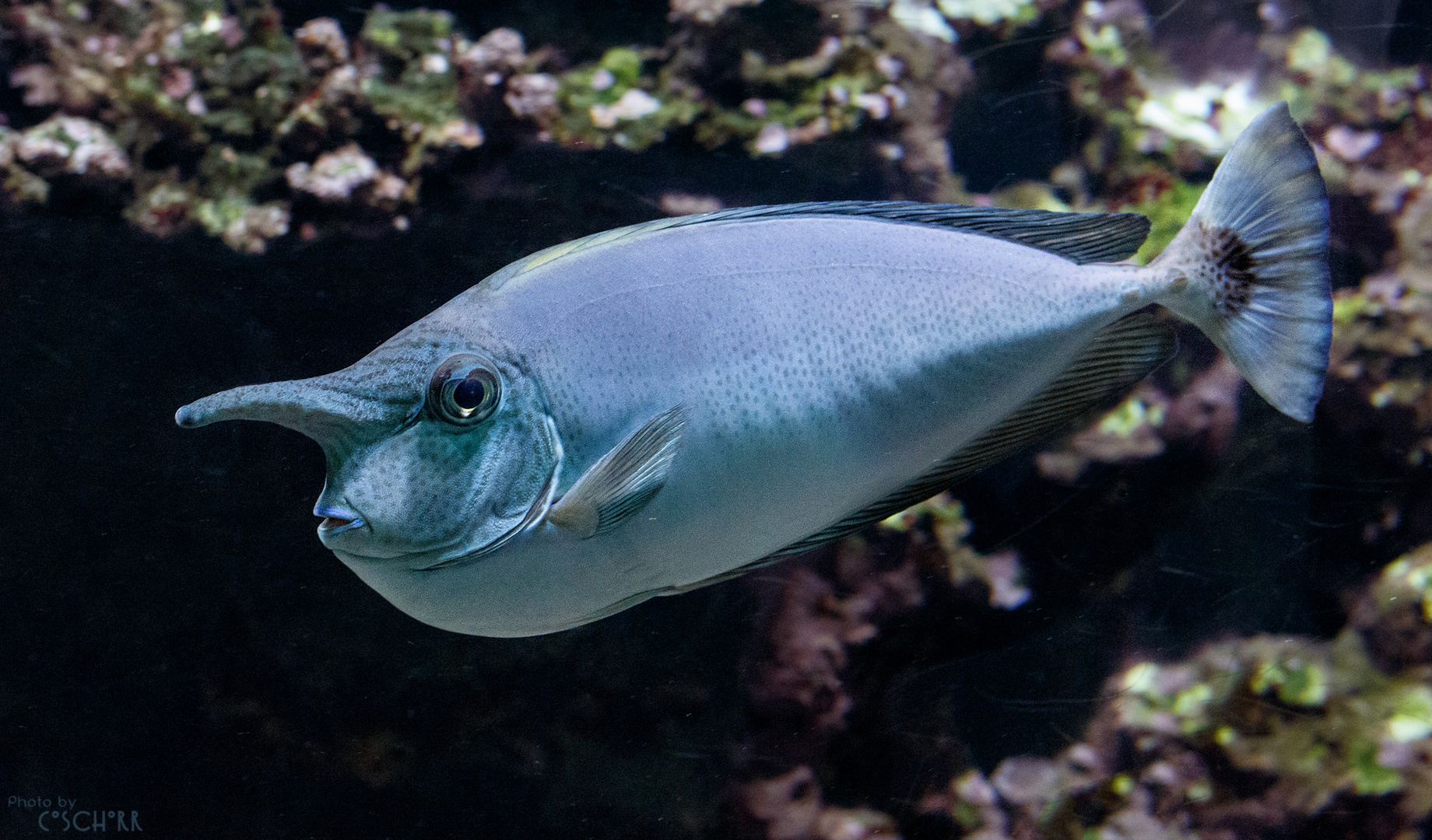 Langnasendoktorfisch Foto & Bild | blau, natur, tiere Bilder auf ...
