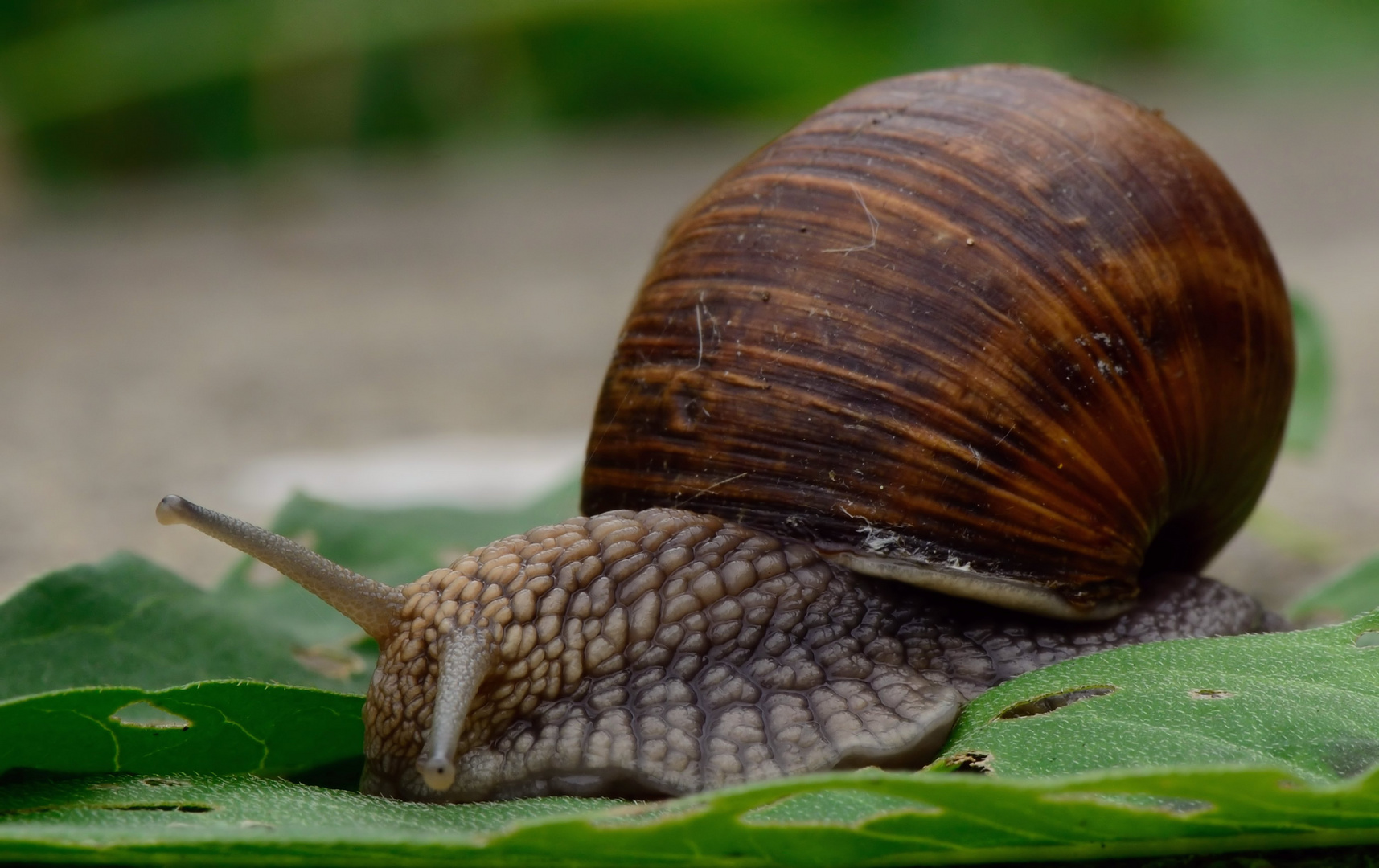 langsam, ganz langsam... Foto & Bild | tiere, wildlife, schnecken ...