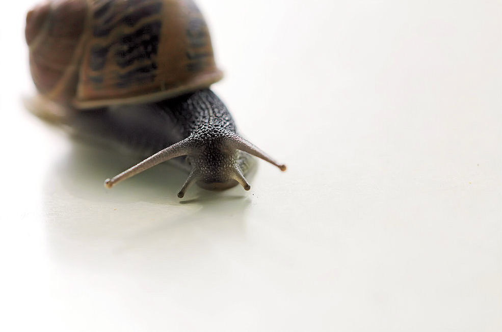 langsam, ganz langsam... Foto & Bild | natur, tiere, wildlife Bilder ...