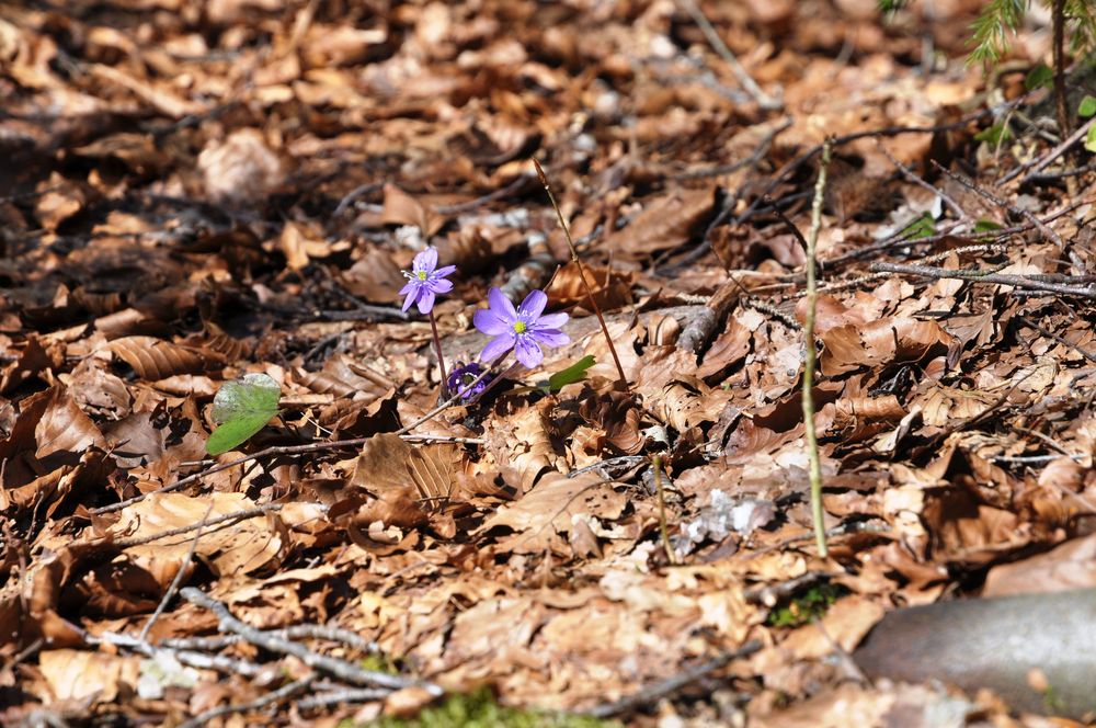 Langsam wird es Frühling Foto & Bild | jahreszeiten, frühling, natur Bilder auf fotocommunity