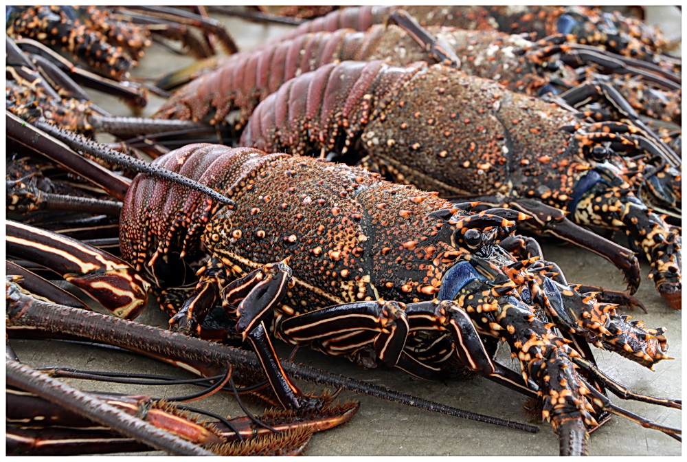 Langusten.. Foto & Bild | south america, ecuador, galapagos Bilder auf ...