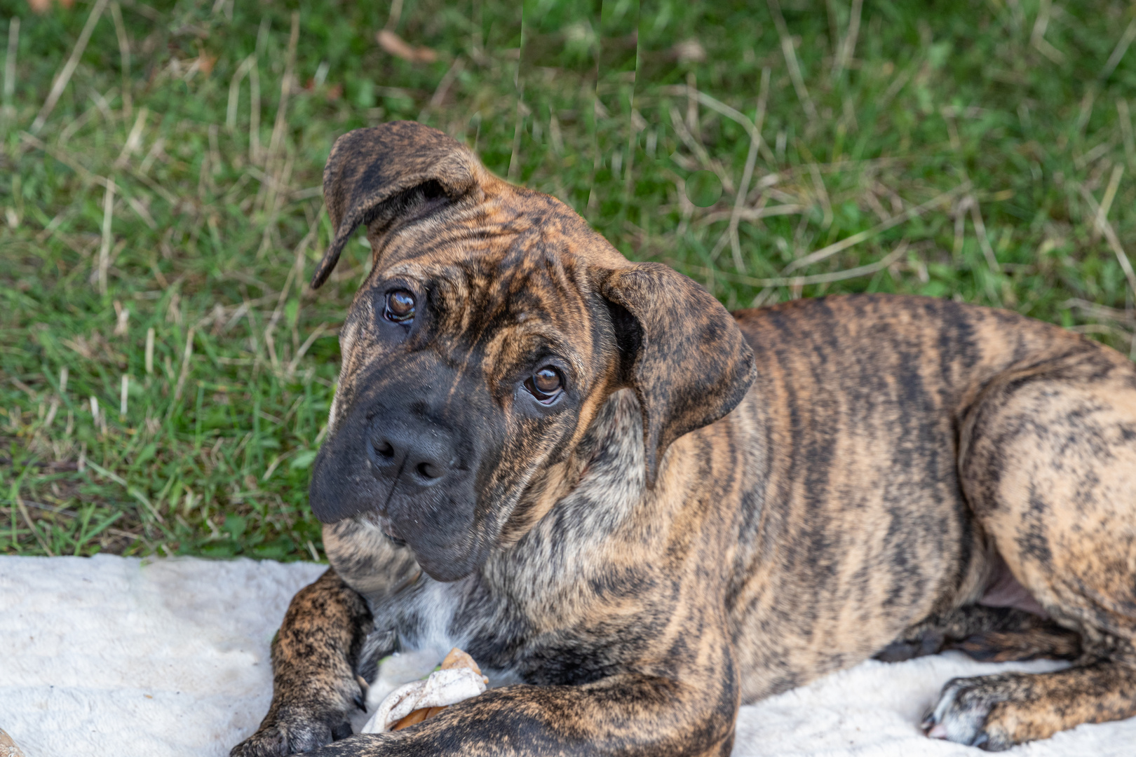 Langweilig Foto & Bild | tiere, haustiere, hunde Bilder auf fotocommunity