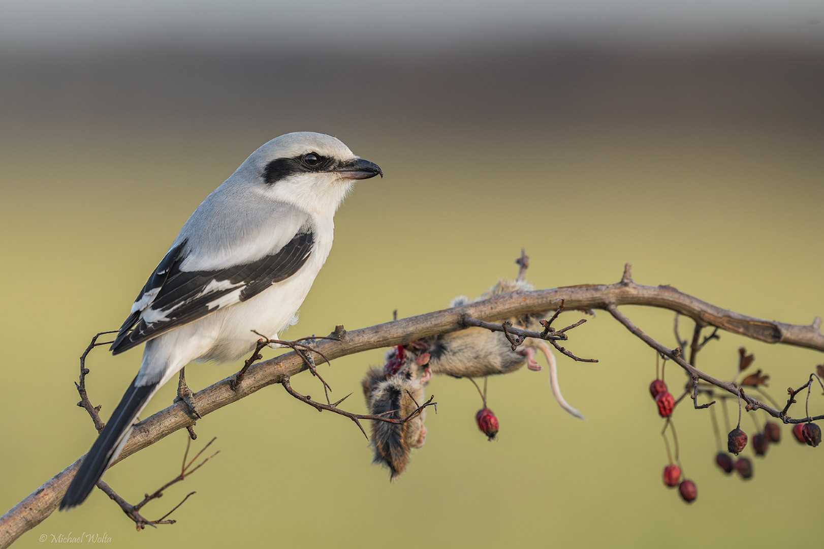 Lanius excubitor Foto & Bild | tiere, wildlife, wild lebende vögel Bilder auf fotocommunity