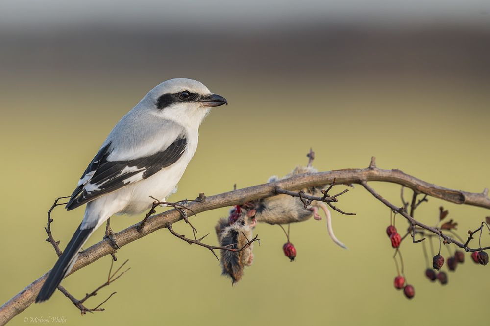 Lanius excubitor Foto & Bild | tiere, wildlife, wild lebende vögel ...