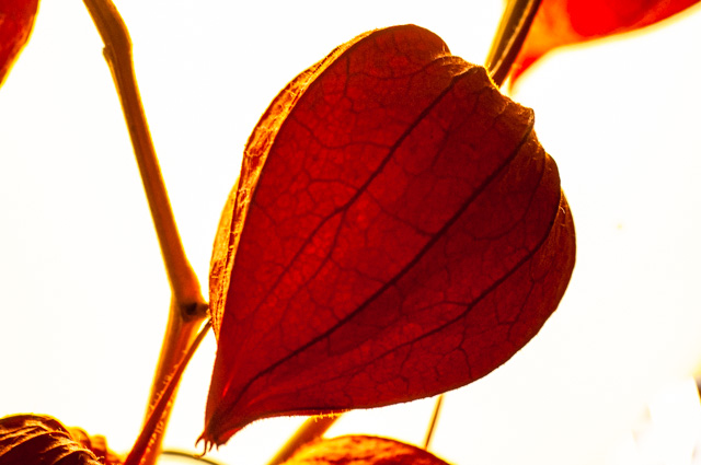 lanterno" Foto & Bild | nah- & makro, techniken, aufnahme-techniken Bilder auf fotocommunity