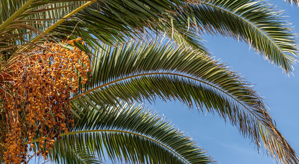Lanzarote X Foto & Bild | spain, world, bäume Bilder auf fotocommunity Lanzarote X Foto & Bild | spain, world, bäume Bilder auf fotocommunity