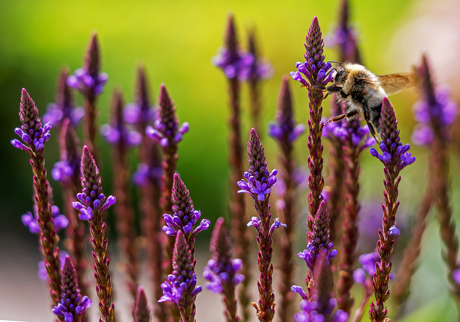 Lanzen-Eisenkraut Foto & Bild | spezial, sommer, natur Bilder auf ...