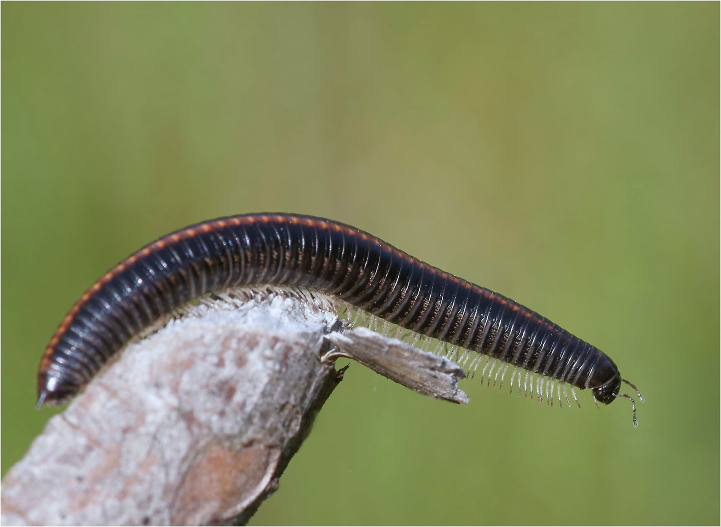 Laola= Welle Foto & Bild | tiere, wildlife, insekten Bilder auf ...