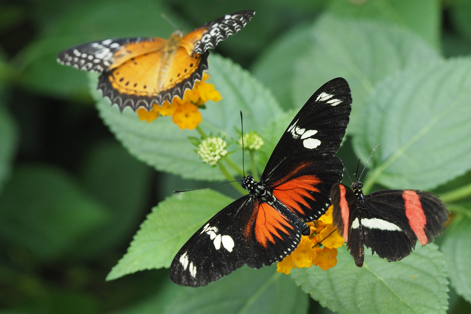 Laparus doris viridis Foto & Bild | makro, schmetterling, insekten ...