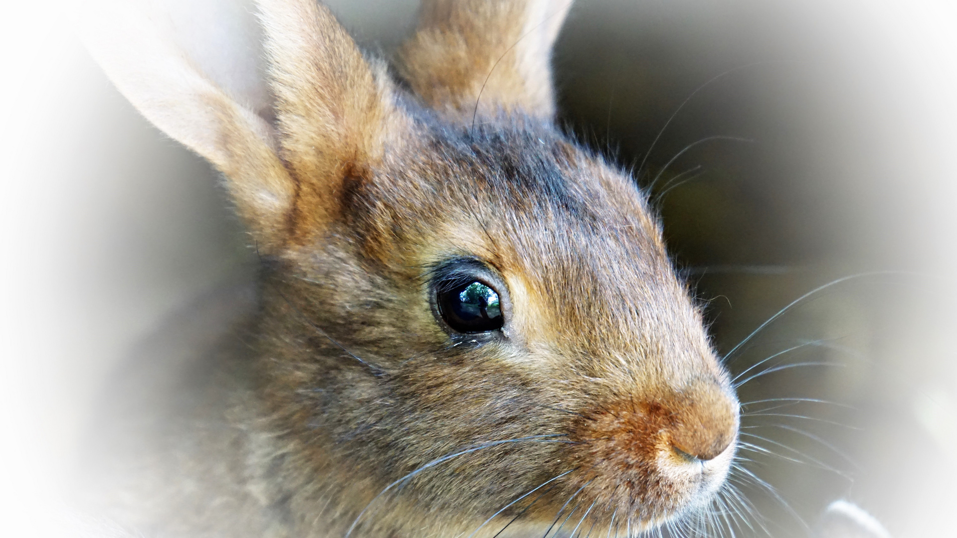 Lapinou..... photo et image | animaux, animations photographiques ...