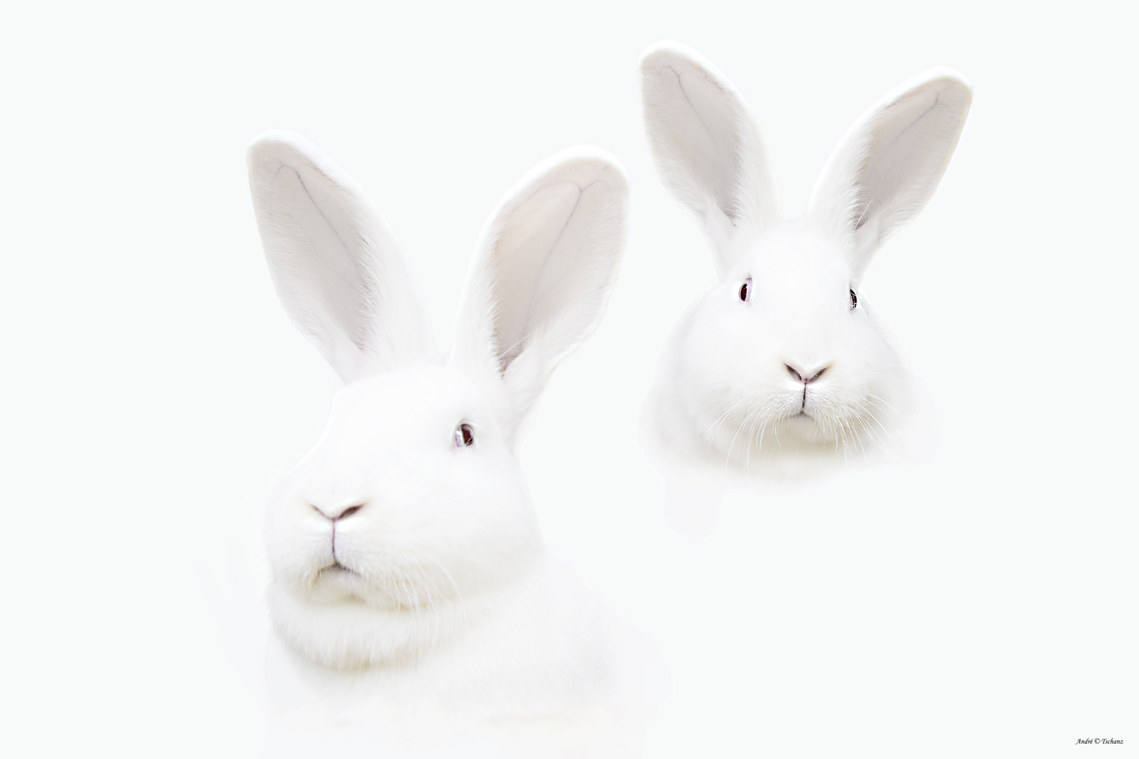 lapins blancs sur fond blancs photo et image | nature, animaux, lapin ...