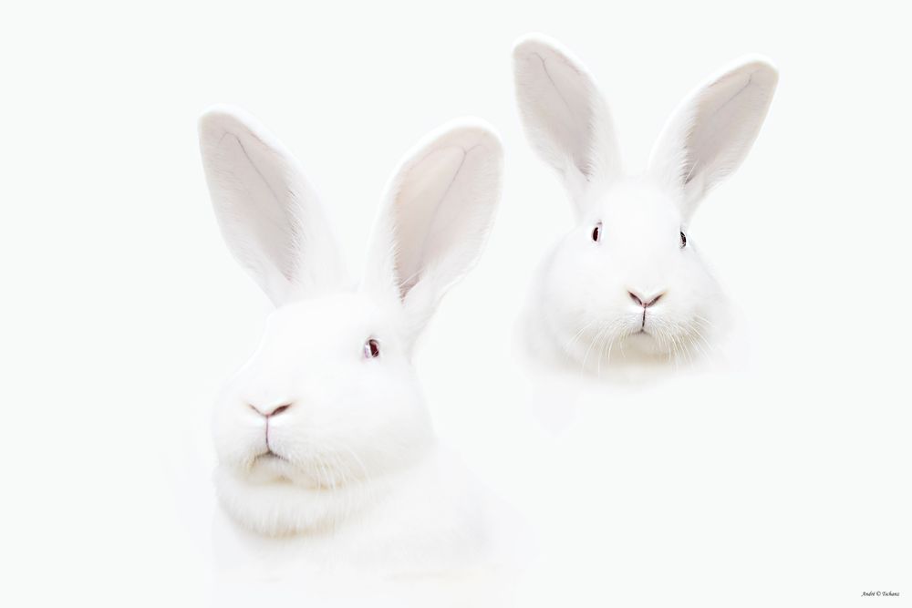 lapins blancs sur fond blancs photo et image | nature, animaux, lapin ...