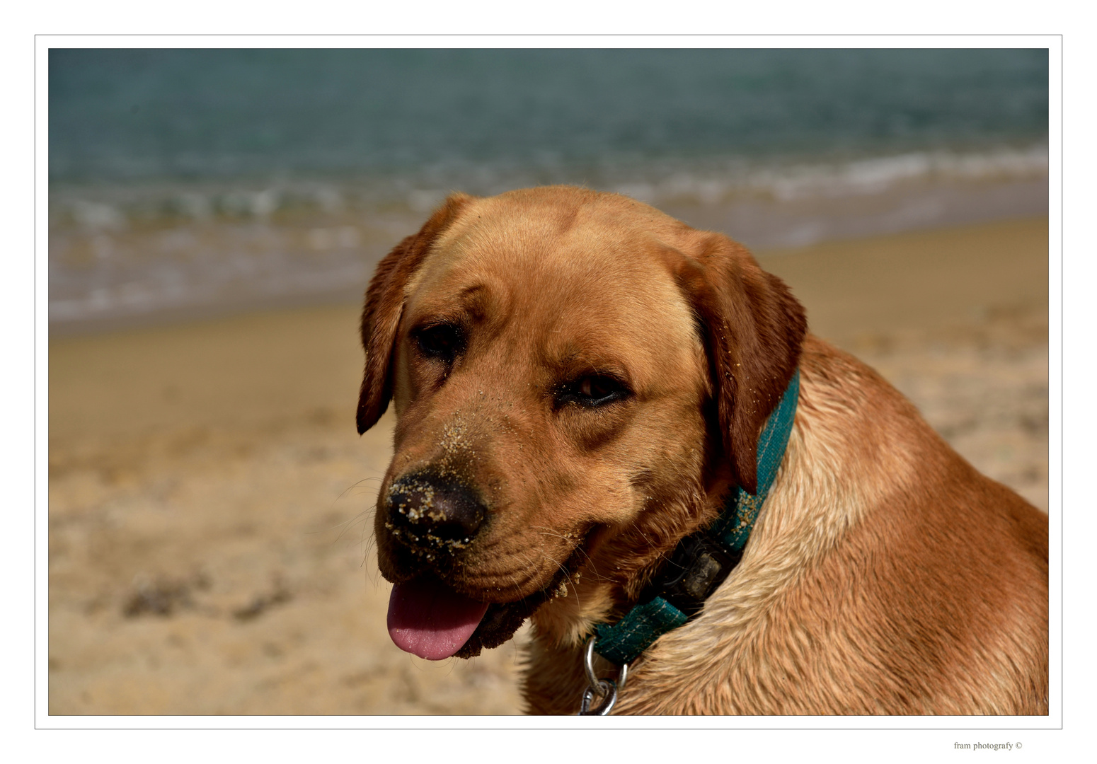 Lapo Foto % Immagini| sentimenti, animali, animali domestici e da ...