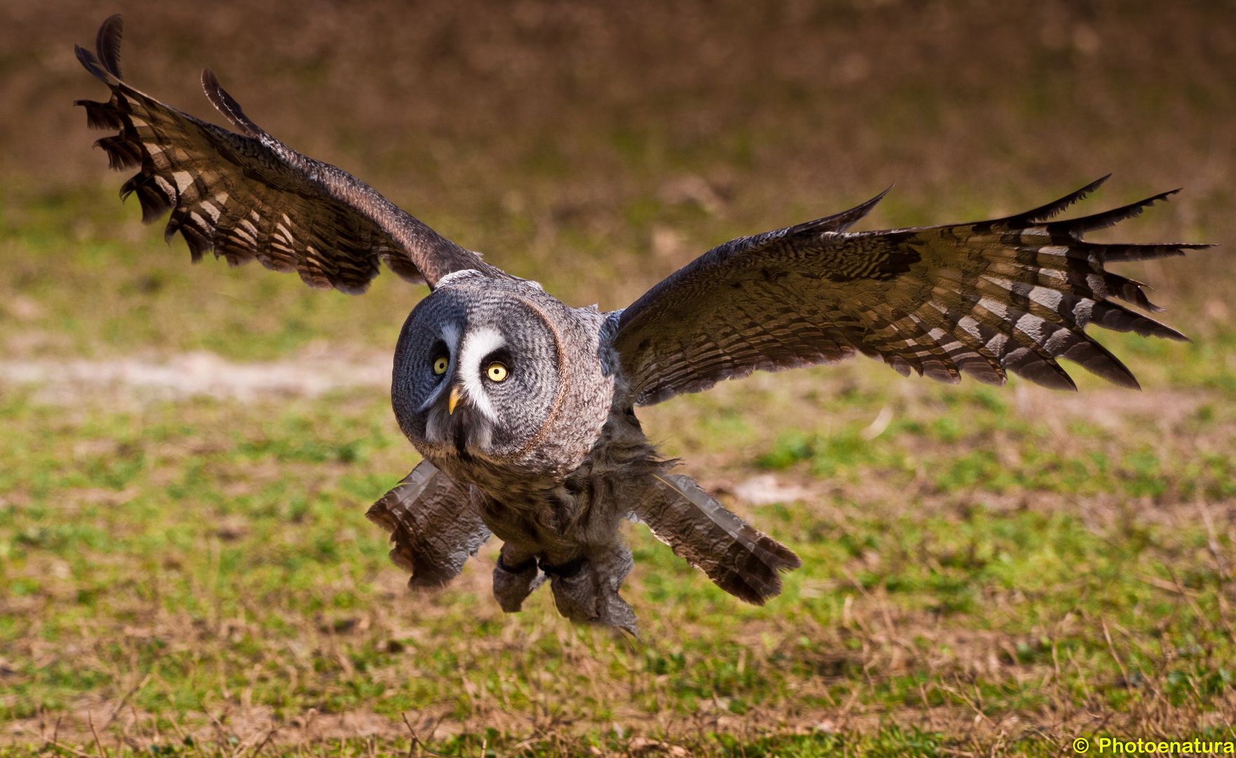 Lapo l'allocco Foto % Immagini| animali, natura Foto su fotocommunity
