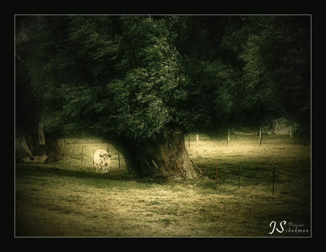 L'arbre photo et image | arbres, arbre, nature Images fotocommunity