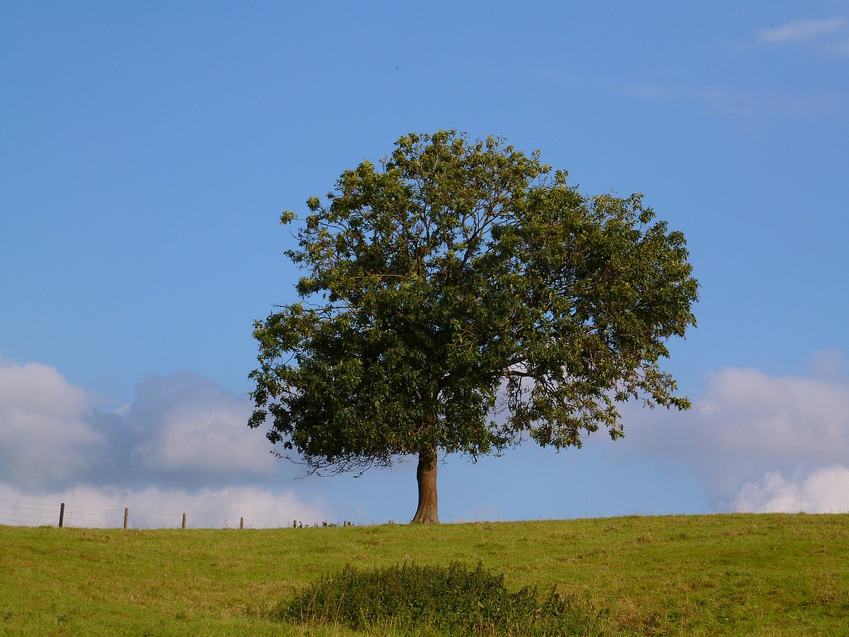 L'arbre photo et image | arbres, arbre, nature Images fotocommunity