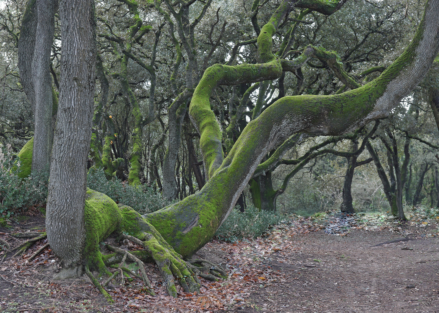 L'arbre aux formes humaines ....... photo et image | arbres, voyages en ...