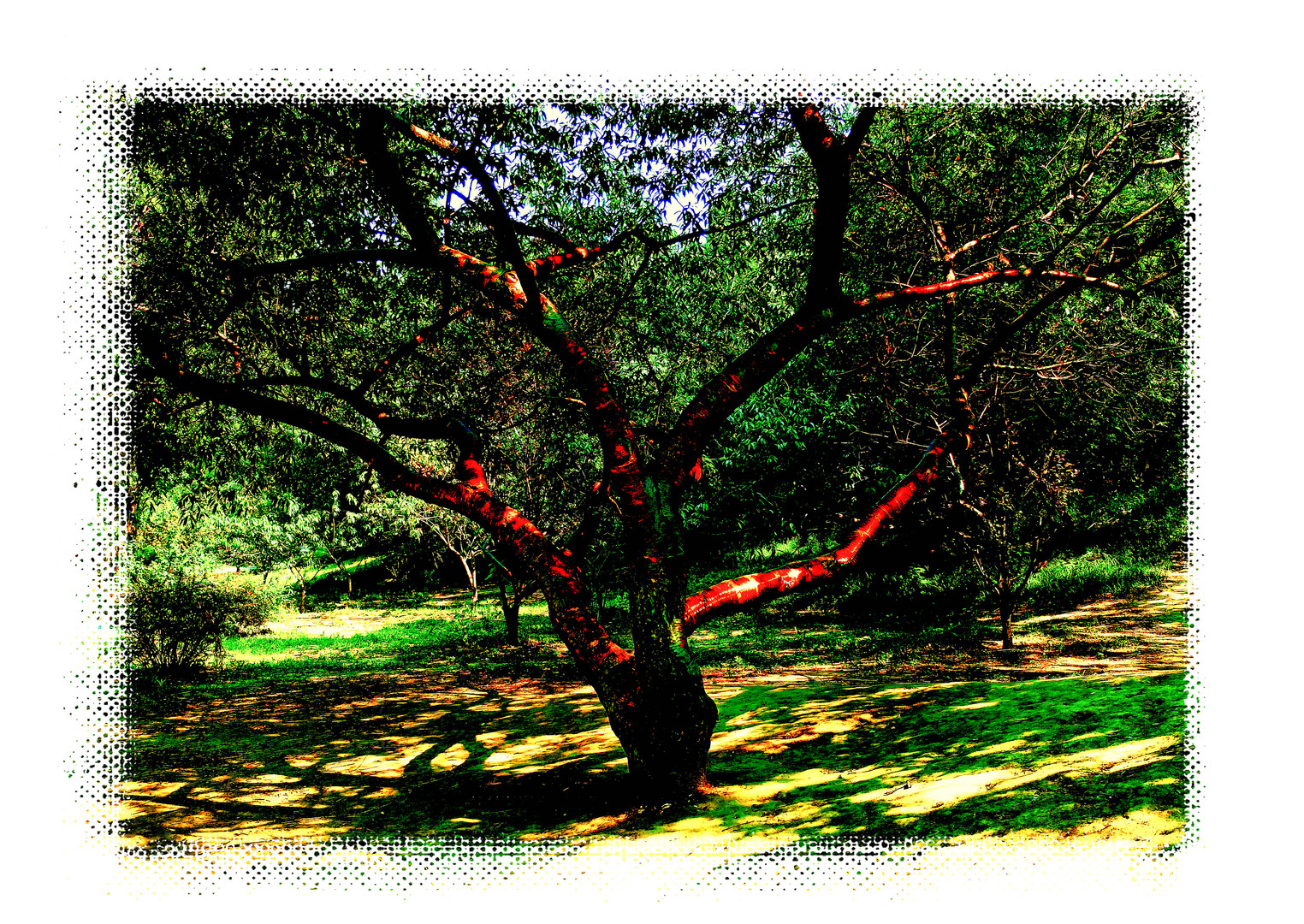 L'arbre rouge photo et image | nature, chine, beijing Images fotocommunity