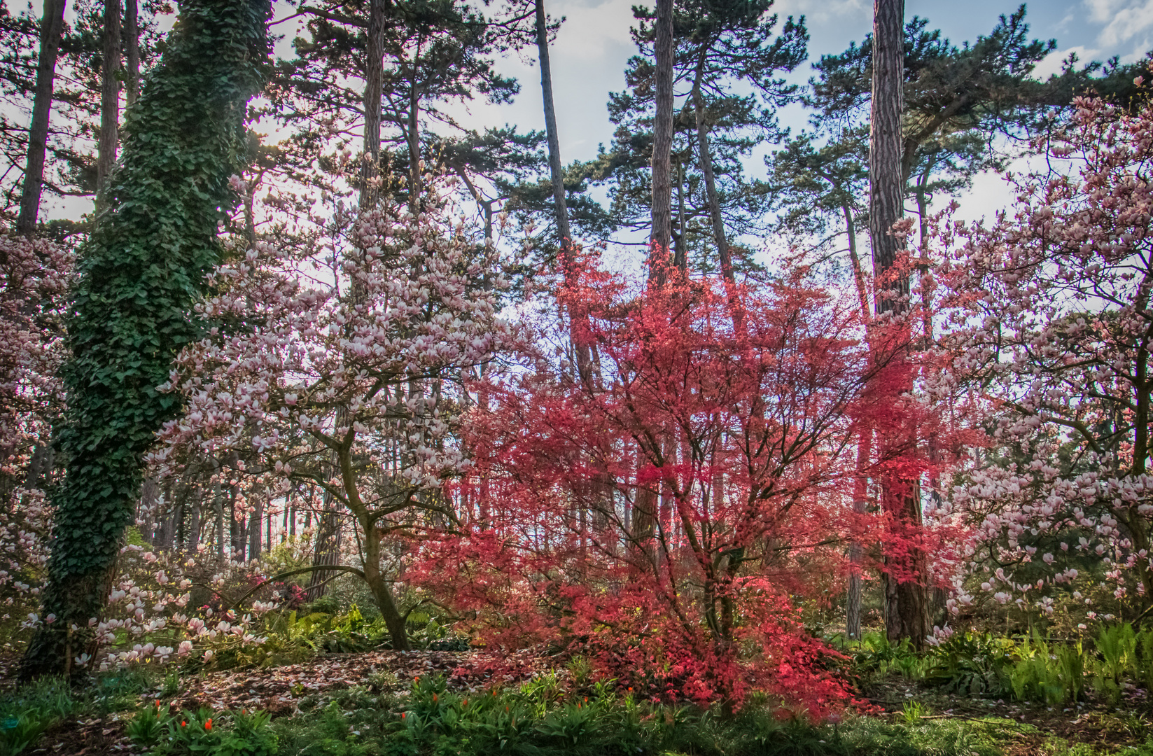 L'arbre rouge photo et image | la nature, concours Images fotocommunity