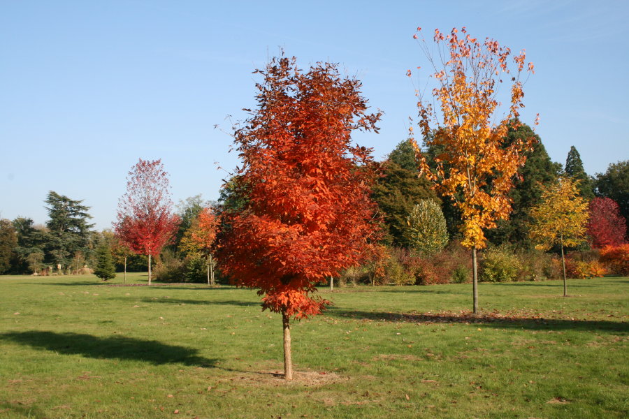 l'arbre rouge oranger d'autonne photo et image | jardins, nature Images ...