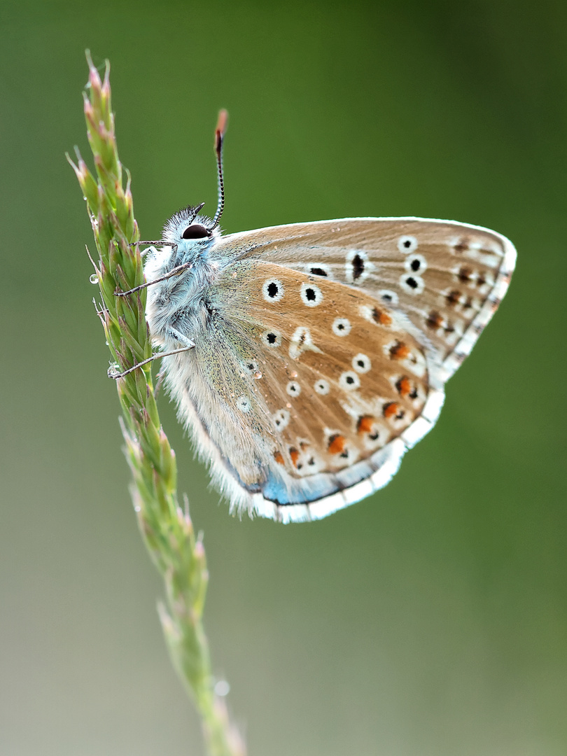 L'argus photo et image | macro nature, macro insectes, papillons Images ...