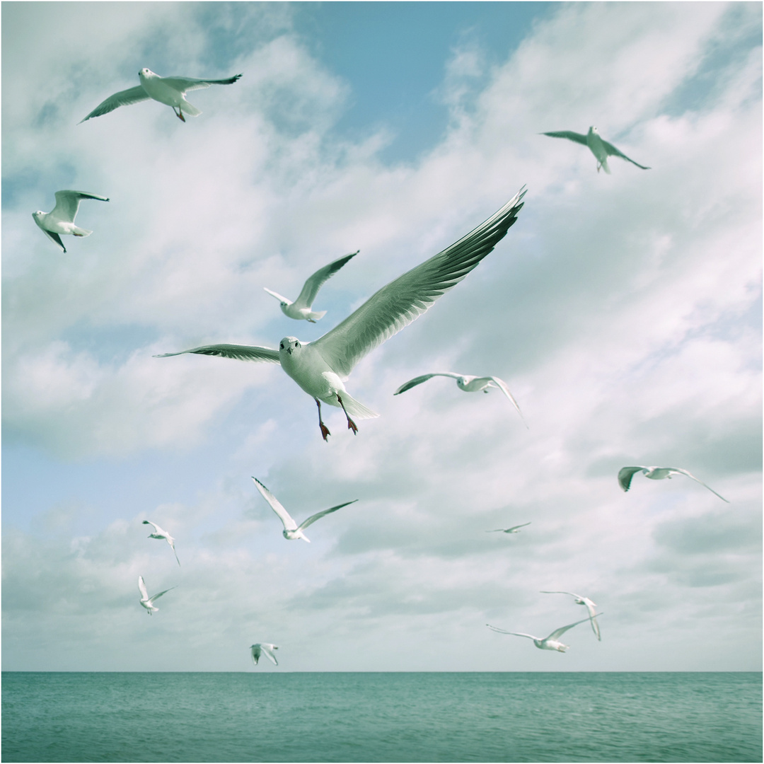 Laridae Foto & Bild | tiere, wildlife, wild lebende vögel Bilder auf ...