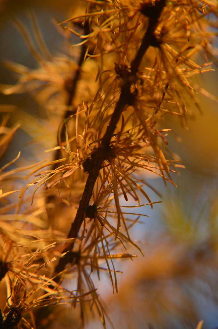 Larix equilibrium --- Larix decidua Mill. Foto & Bild | wald, bäume ...