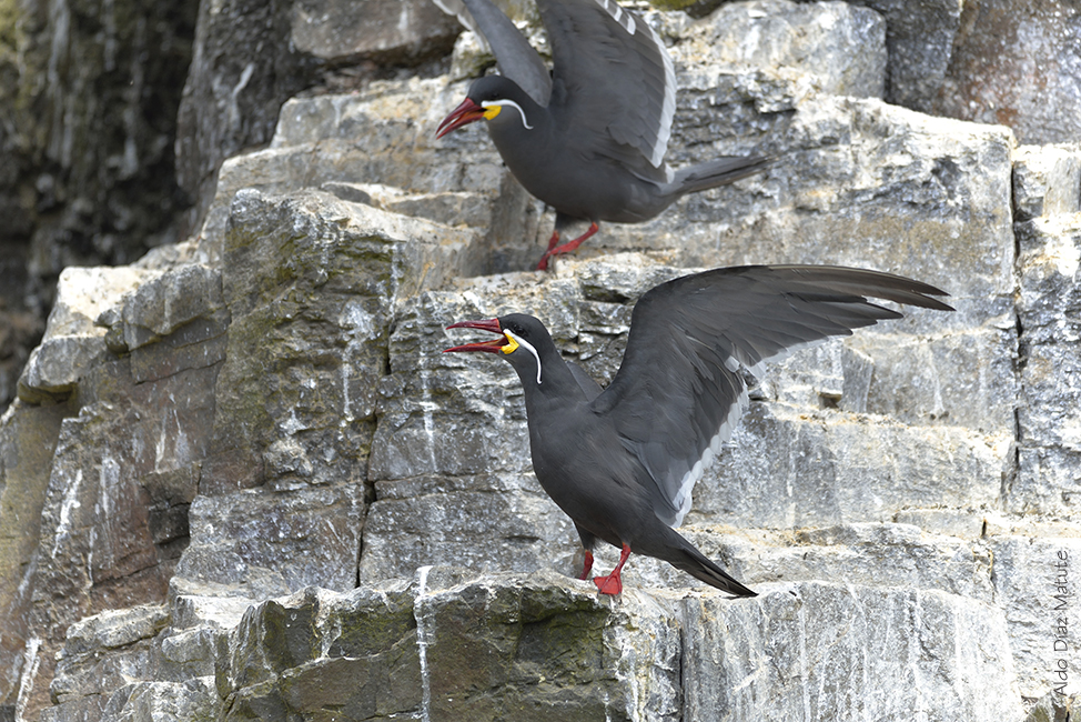 Larosterna inca Imagen & Foto | animales, aves, mar Fotos de fotocommunity