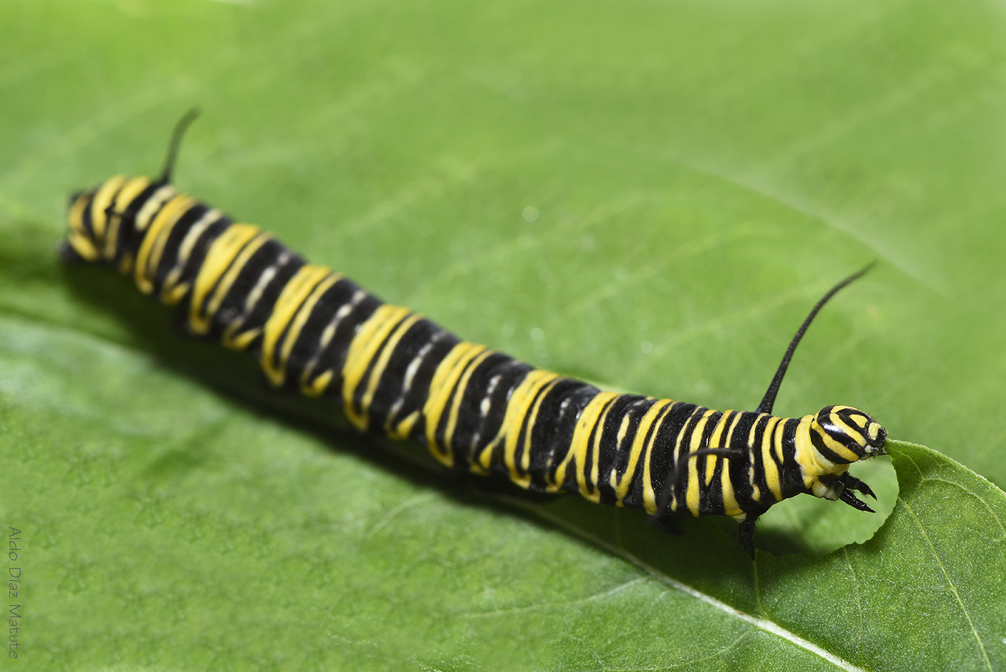 Larva (Oruga) Mariposa Monarca Imagen & Foto | animales, invertebrados ...