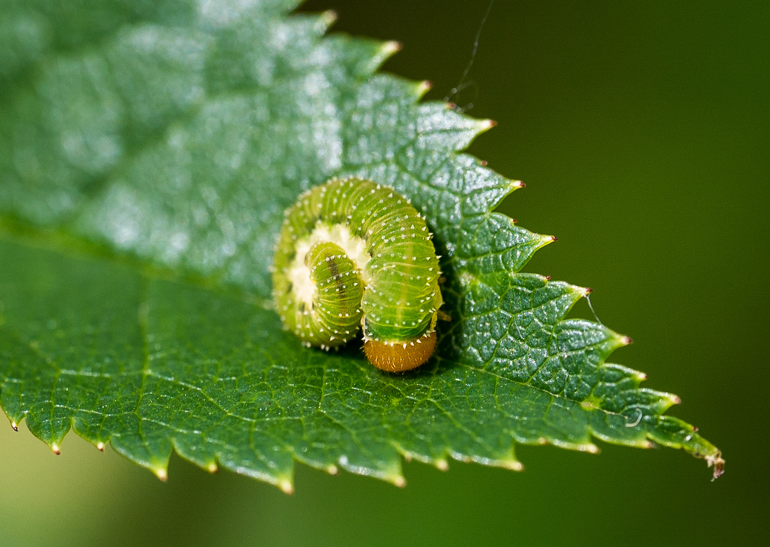 Larve Foto & Bild | natur, insekten, tiere Bilder auf fotocommunity