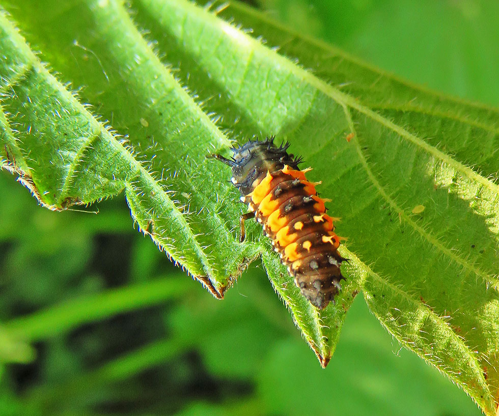 Larve... Foto & Bild | tiere, wildlife, insekten Bilder auf fotocommunity
