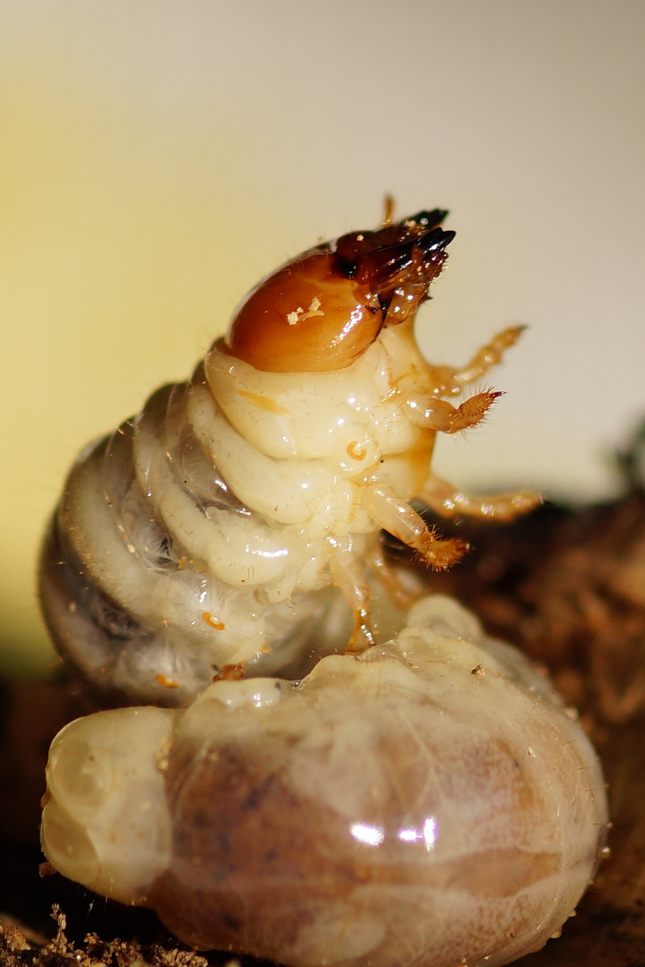Larve Foto & Bild | tiere, wildlife, insekten Bilder auf fotocommunity