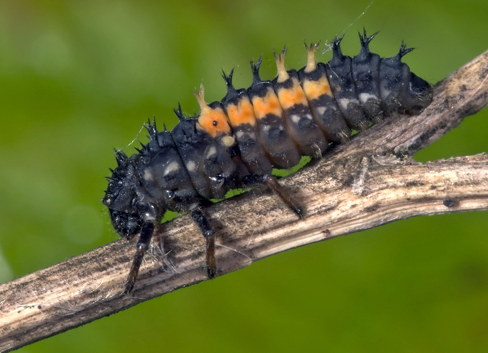 Larve.. Foto & Bild | tiere, wildlife, insekten Bilder auf fotocommunity