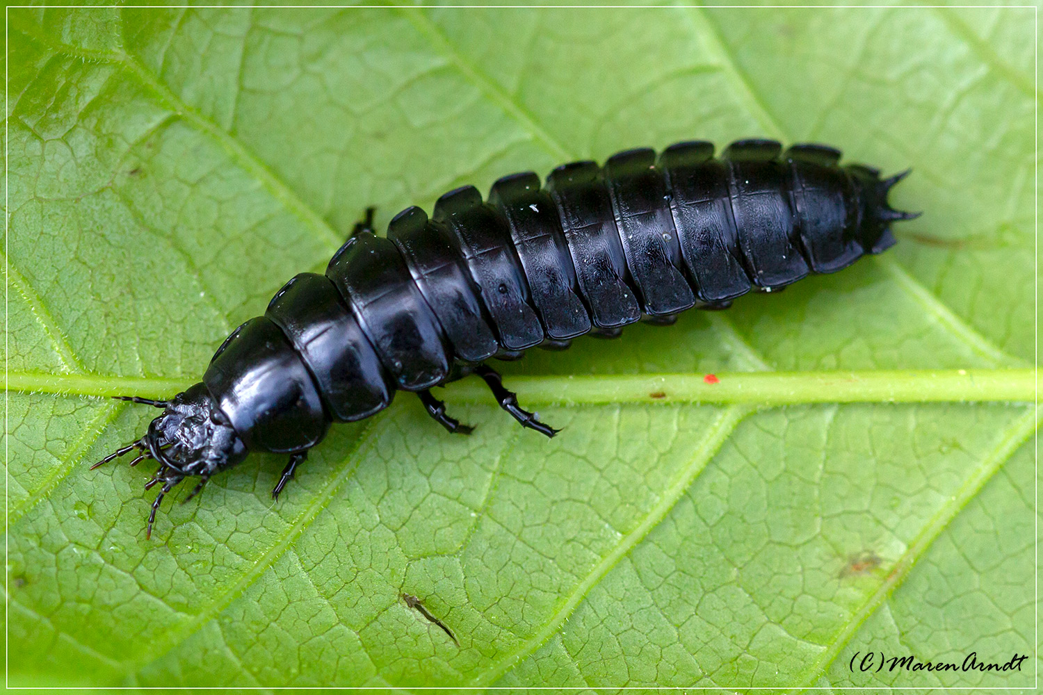 Larve des Lederlaufkäfers Foto & Bild | fotos, natur, schwarz Bilder ...